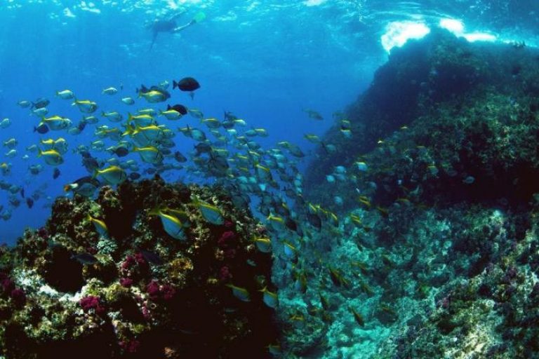 Julian Rocks Nguthungulli Nature Reserve | The Official ByronBay.com Guide