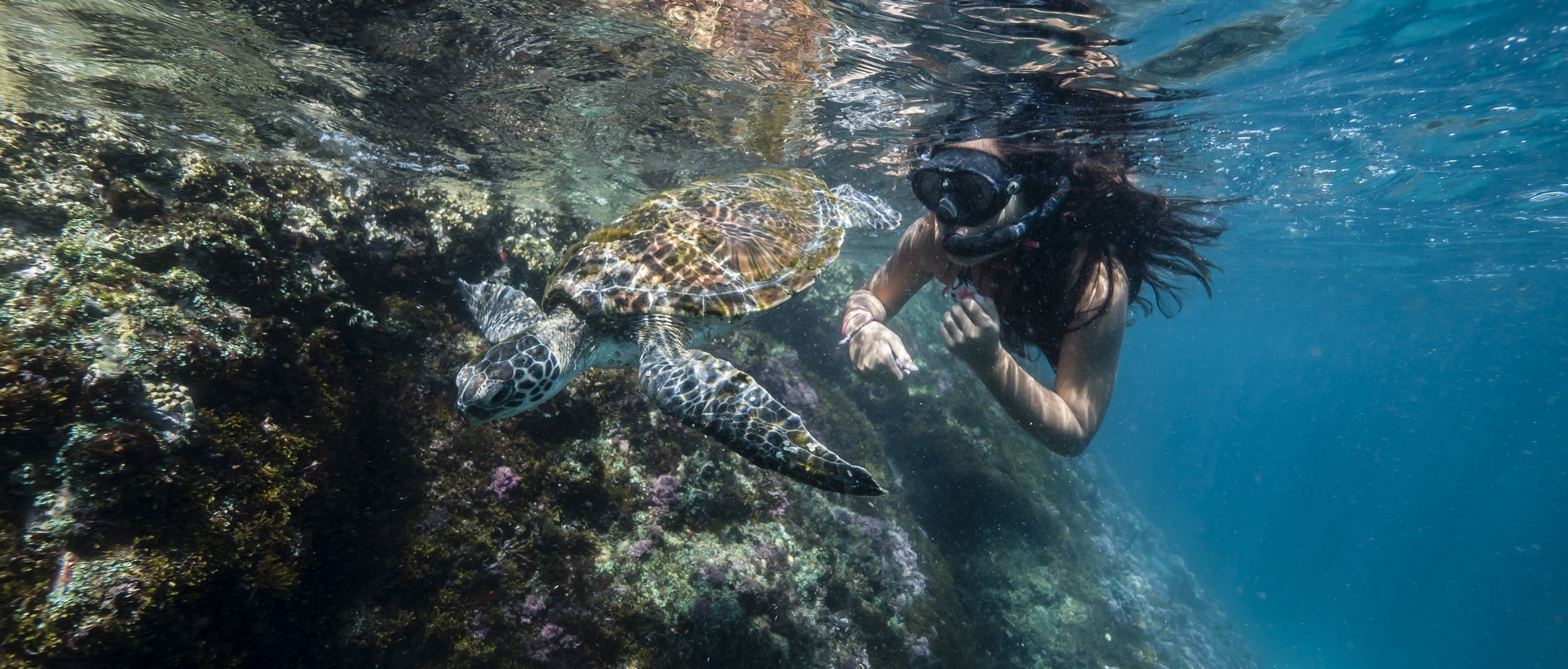 Julian Rocks Snorkel with Wild Byron | The Official ByronBay.com Guide