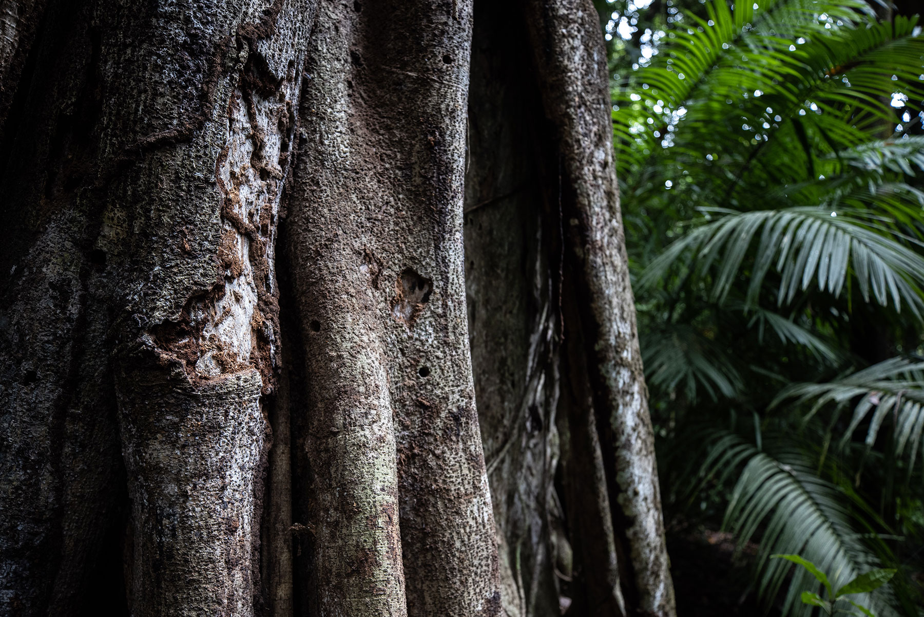 Byron Bay National Parks | The Official ByronBay.com Guide