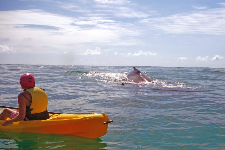 Kayaking with Dolphins in Byron Bay: The Original Byron Bay Dolphin ...